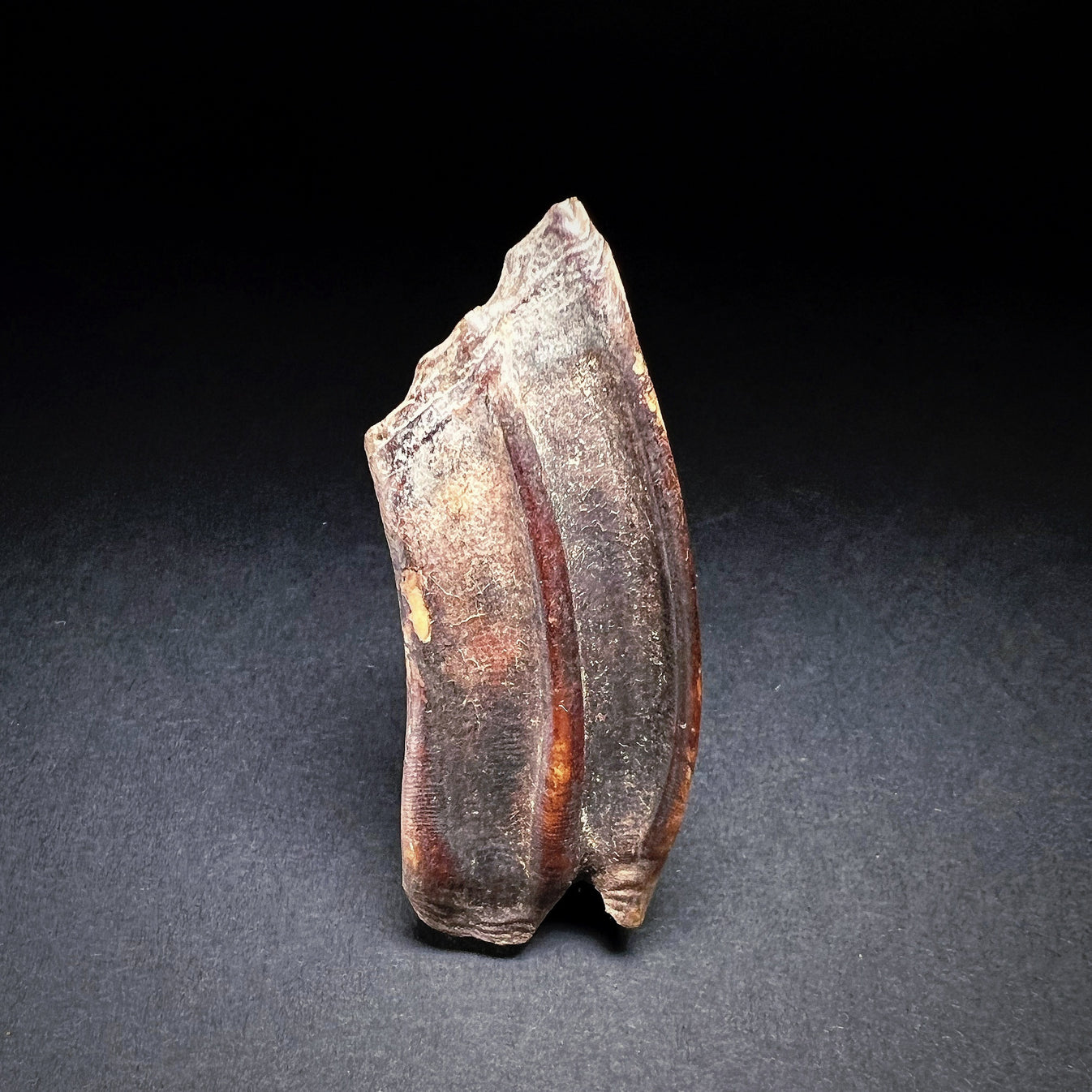 Danish Mesolithic Period Mammal Tooth – Götan maailma